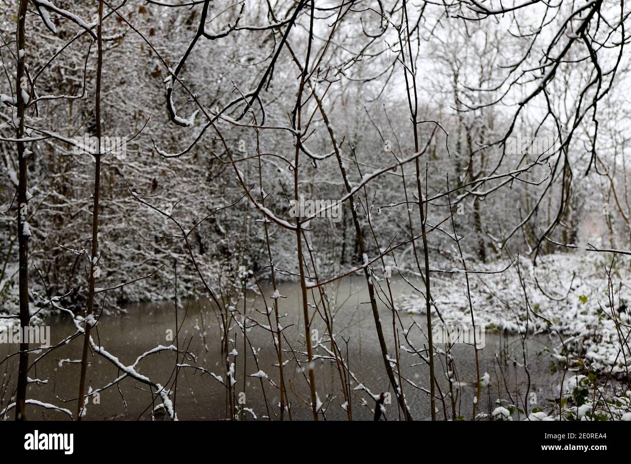View through the Saplings with Bird Pond as background at 'The Spinney ...