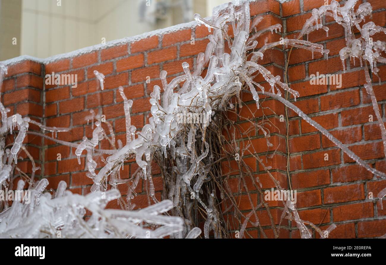 Grass are covered with a crust of ice after icy rain. Natural disaster ...