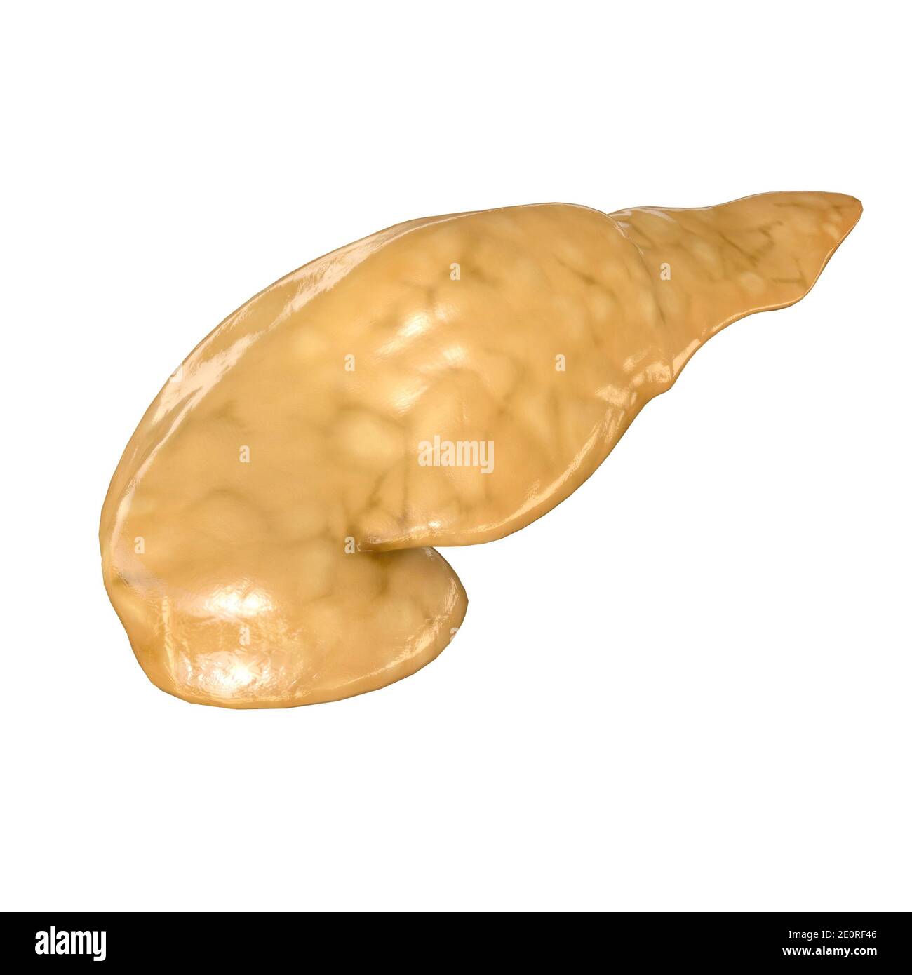 Gall Bladder High Resolution Stock Photography and Images - Alamy