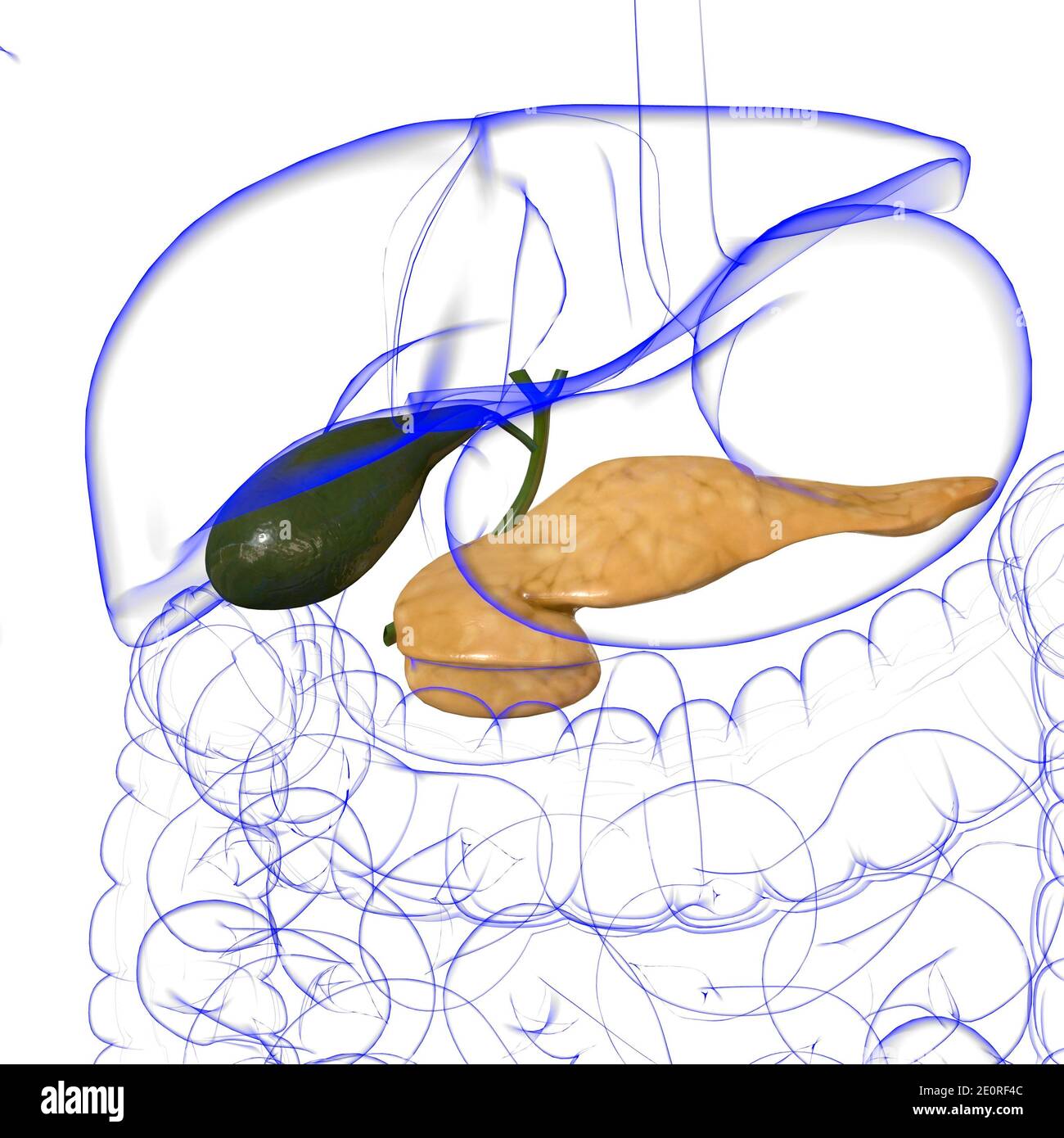 3d abdomen abdominal anatomical Cut Out Stock Images & Pictures - Alamy