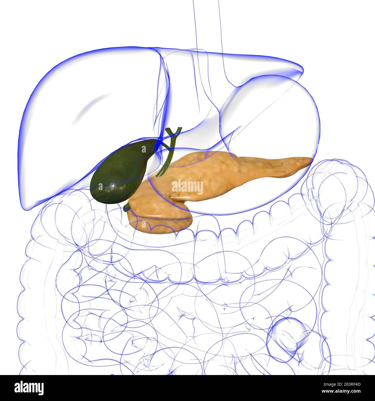 Gall Bladder Human Digestive System Anatomy For Medical Concept 3D ...