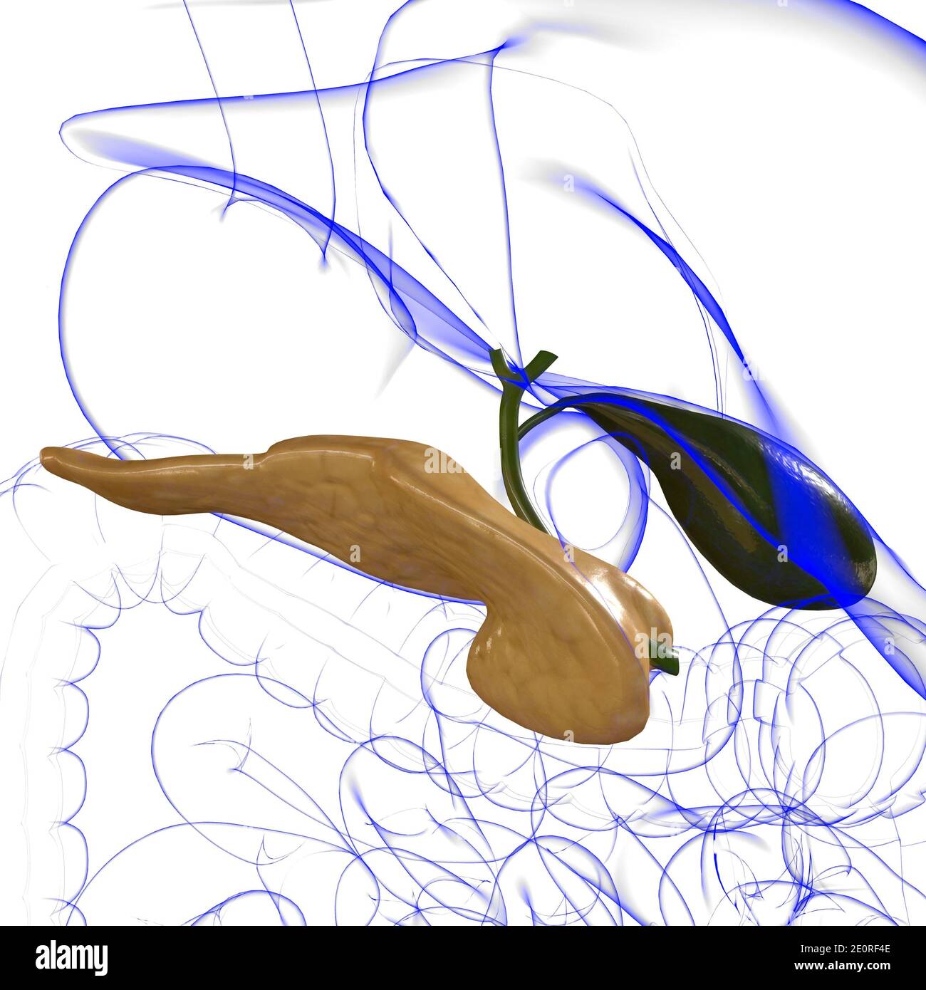 Gall Bladder Human Digestive System Anatomy For Medical Concept 3D ...