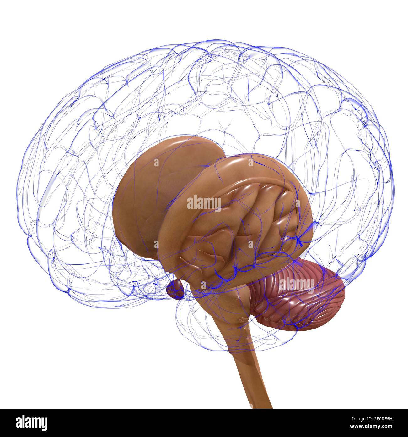 Human Brain inner parts Anatomy For Medical Concept 3D Illustration ...