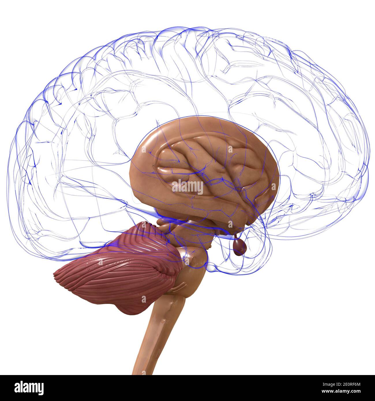 Human Brain inner parts Anatomy For Medical Concept 3D Illustration ...