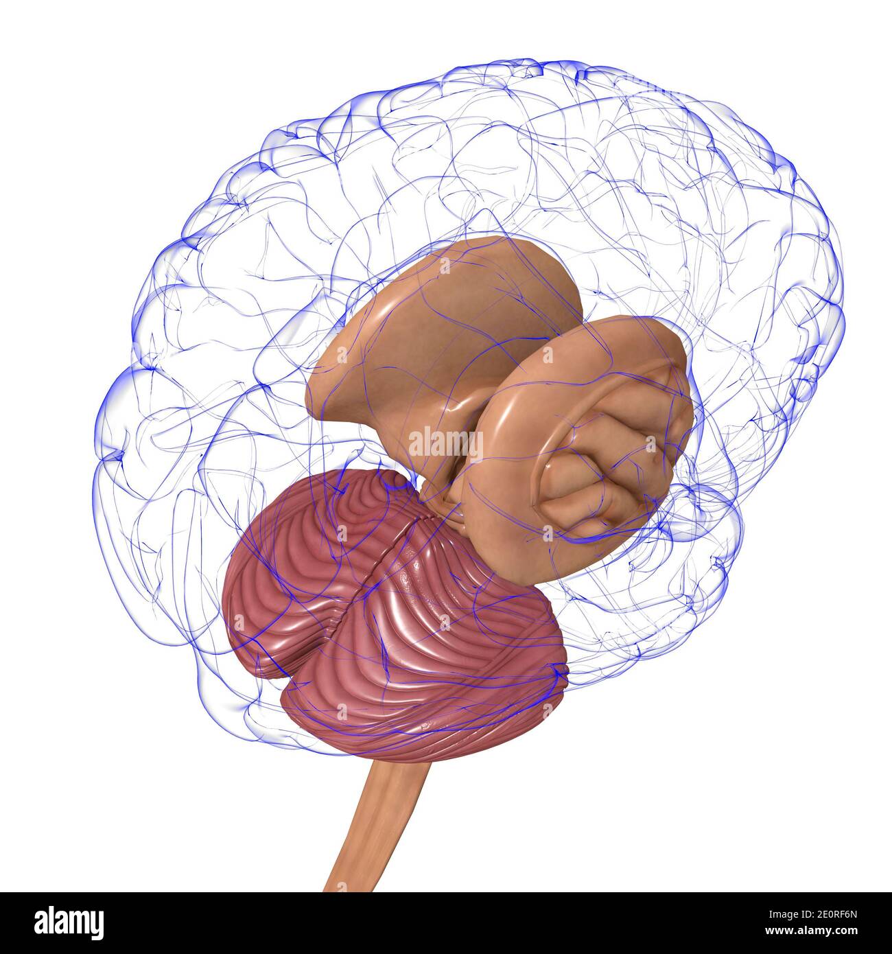 Human Brain inner parts Anatomy For Medical Concept 3D Illustration ...