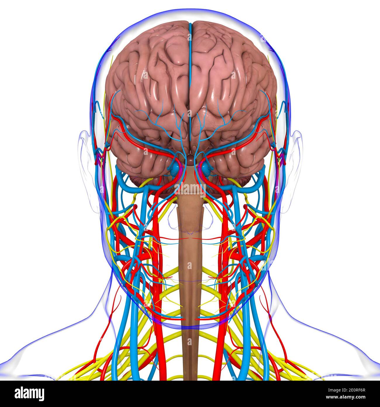 Human Brain Anatomy For Medical Concept 3D Illustration Stock Photo - Alamy