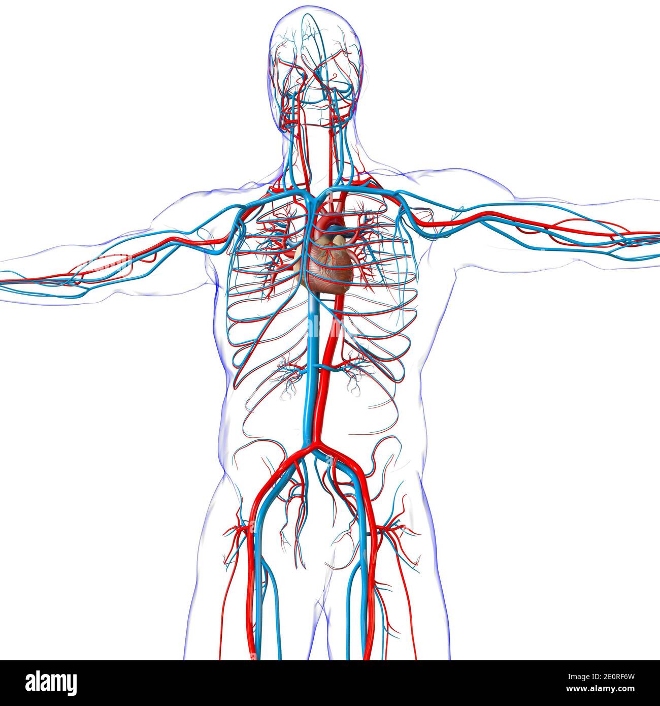 Human Heart With Circulatory System Anatomy For Medical Concept 3D ...