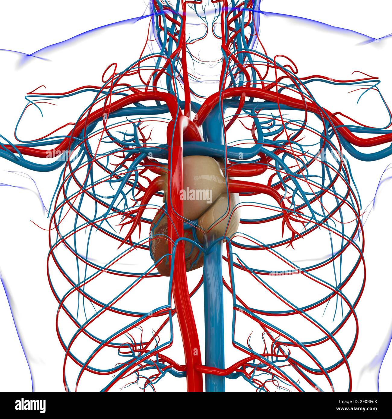 Human Heart With Circulatory System Anatomy For Medical Concept 3D ...