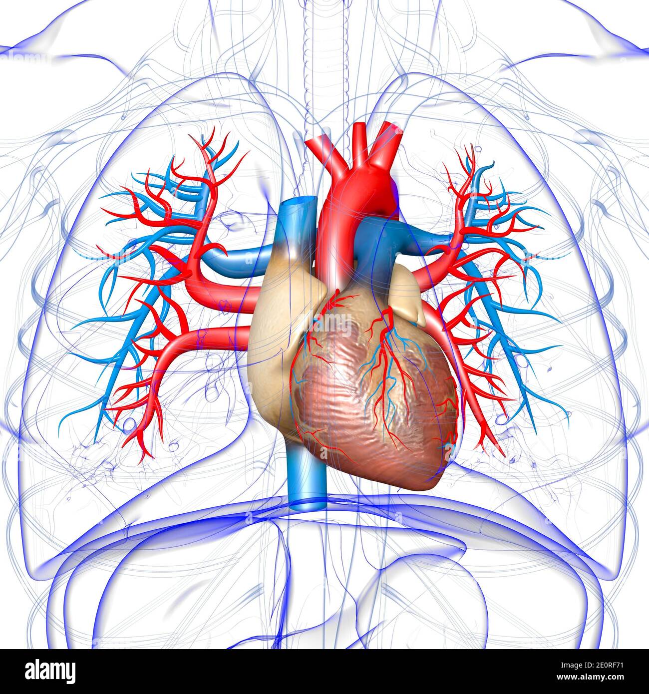 Human Heart Anatomy For Medical Concept 3D Illustration Stock Photo - Alamy