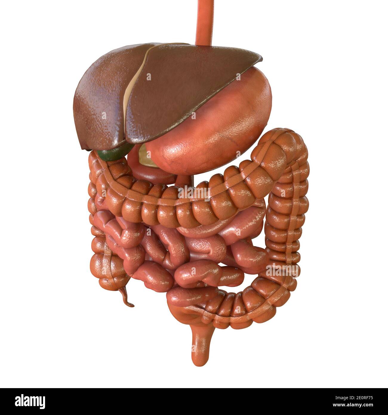 Human Digestive System Anatomy For Medical Concept 3D Illustration ...
