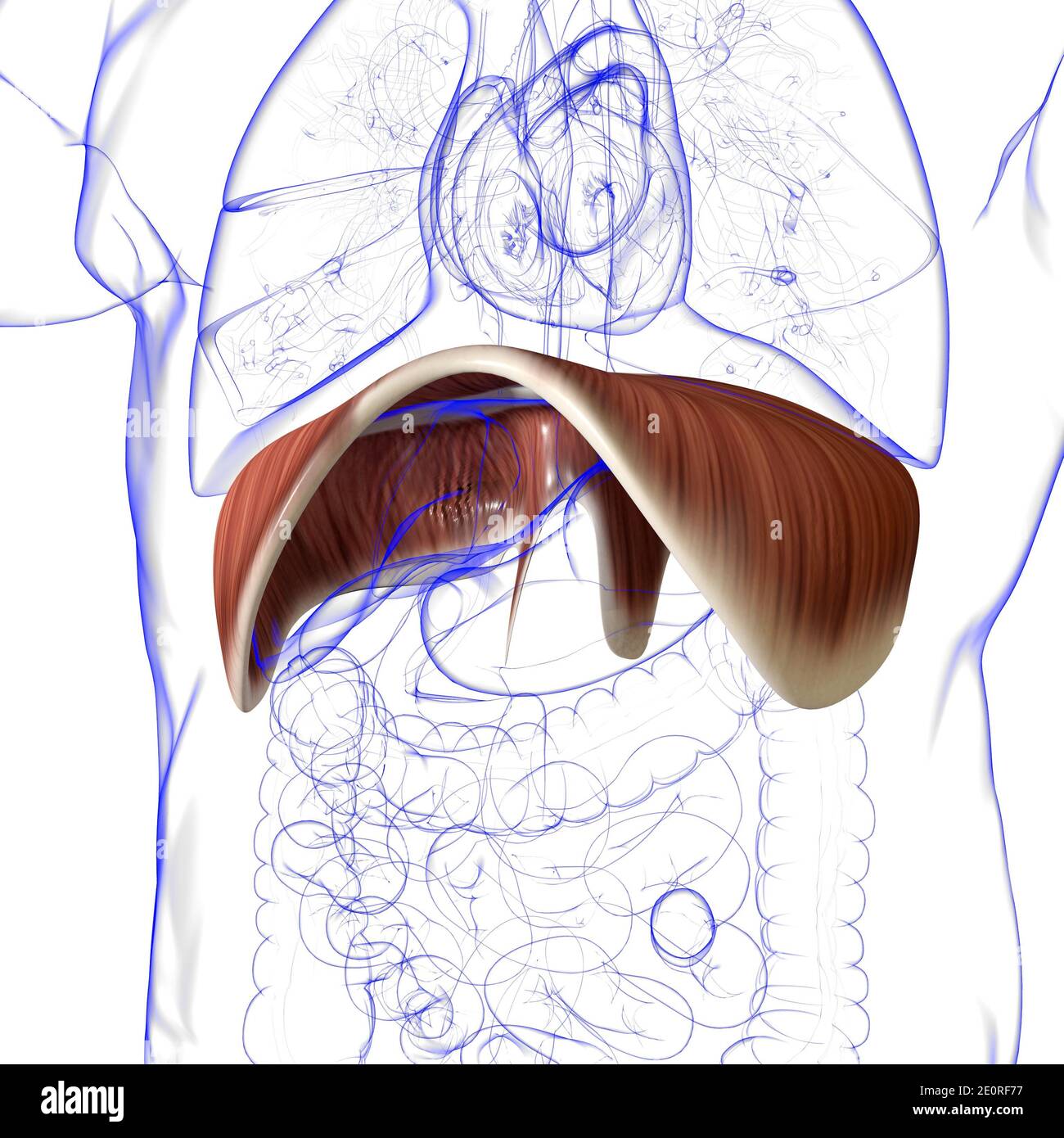 Diaphragm Human Respiratory System Anatomy For Medical Concept 3D ...