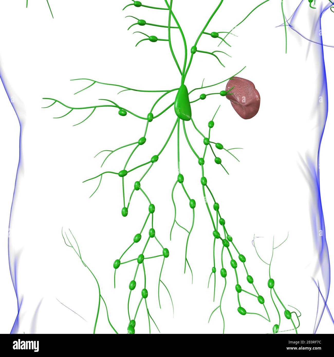Human Lymph Nodes Anatomy For Medical Concept 3D Illustration Stock ...