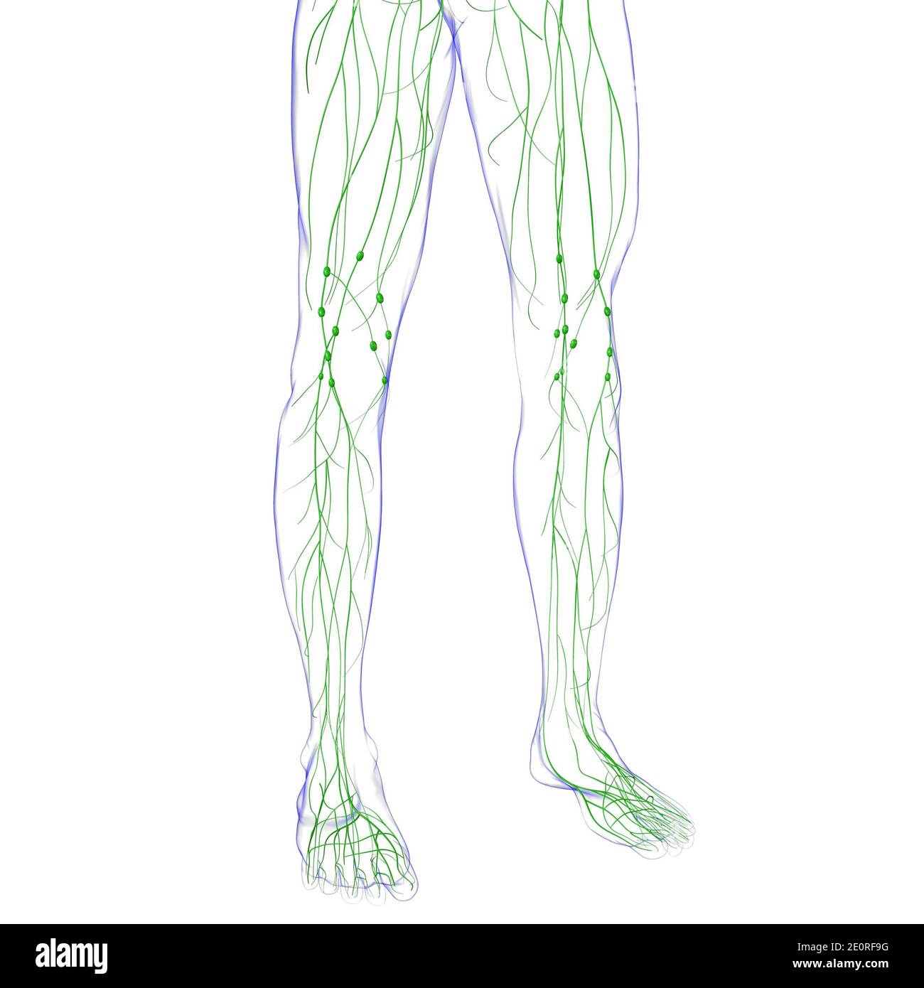 Human Lymph Nodes Anatomy For Medical Concept 3D Illustration Stock ...