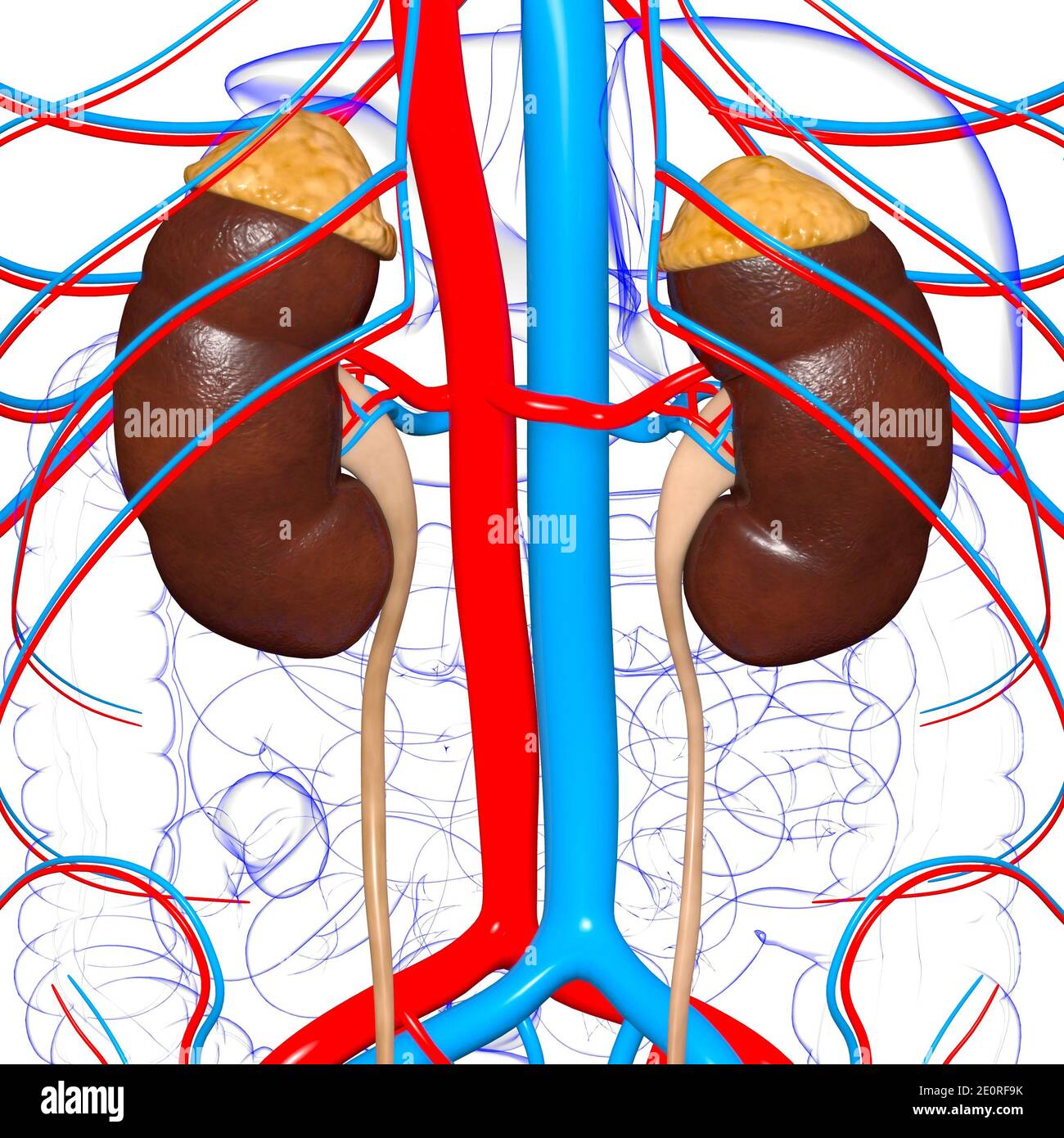 Human Urinary System Diagram Labeled