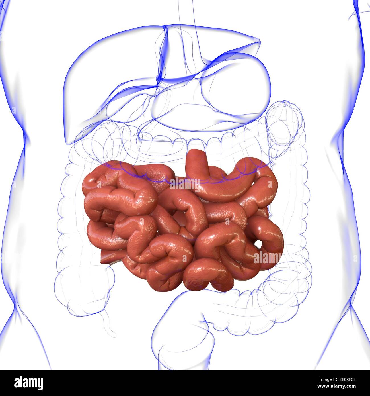 Small Intestine 3D Illustration Human Digestive System Anatomy For ...