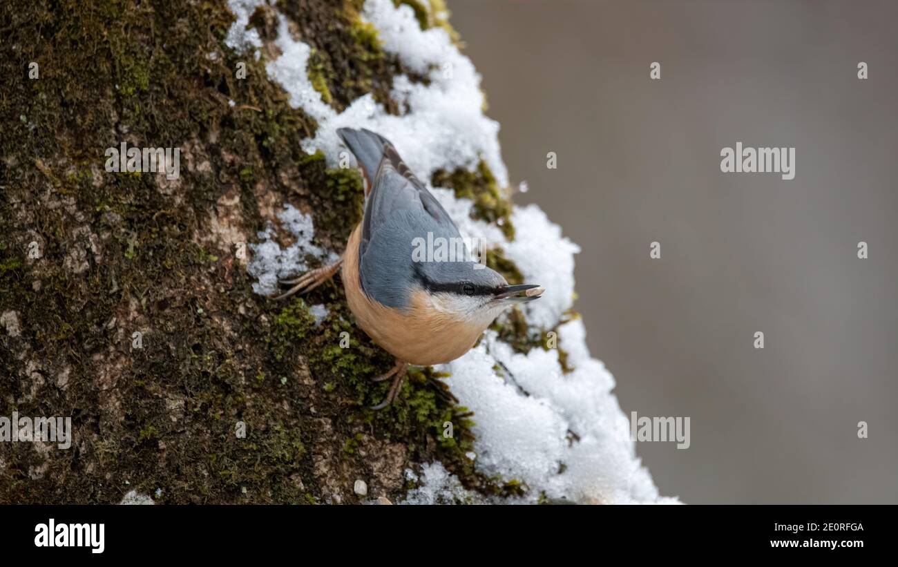 Kleiber, bird, natur, wild lebende tiere, tier, baum, ast, wild ...