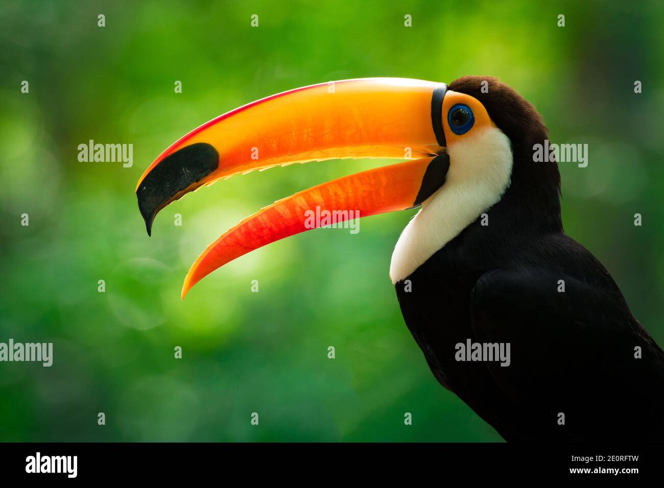 Portrait of Toucan Toco With Open Beak Stock Photo - Alamy