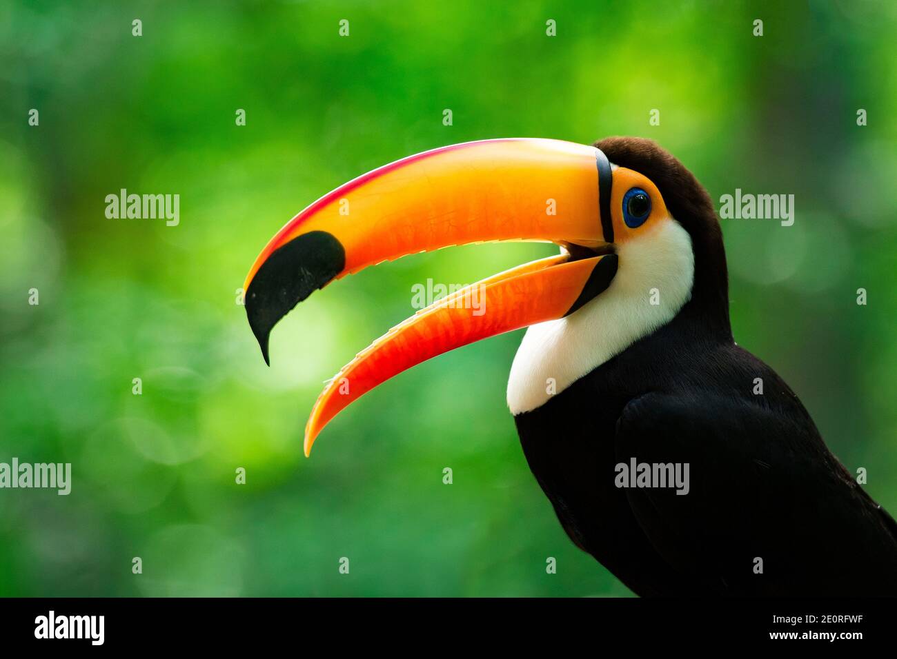Portrait of Toucan Toco With Open Beak Stock Photo - Alamy