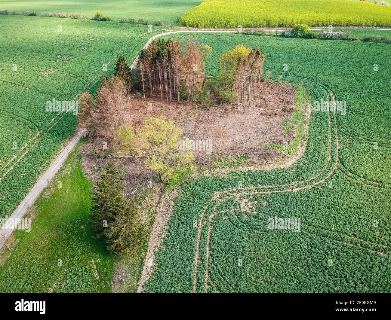 Cutting down trees for their wood hi-res stock photography and images ...