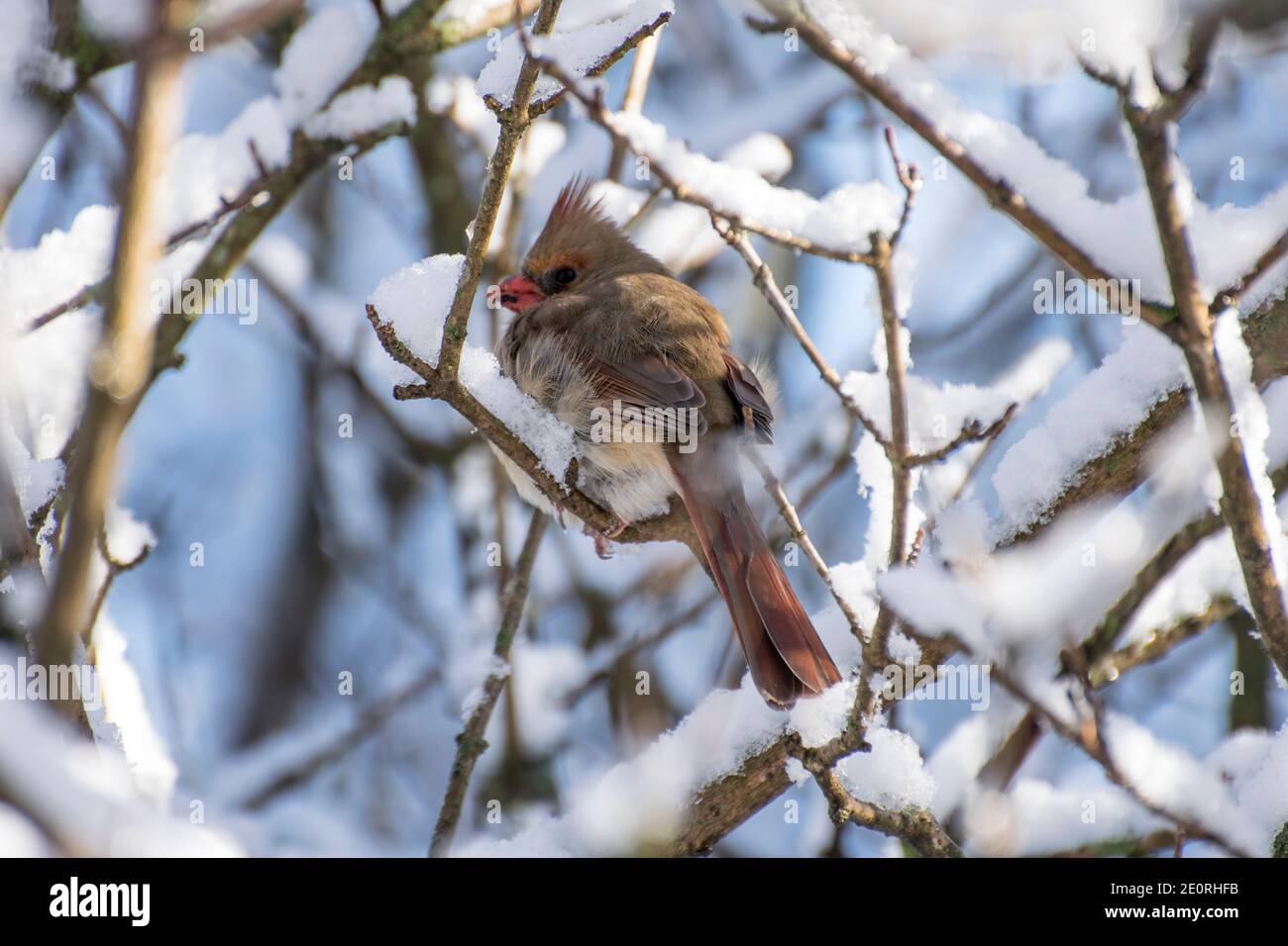 Female cardinal in snowy tree hi-res stock photography and images - Alamy