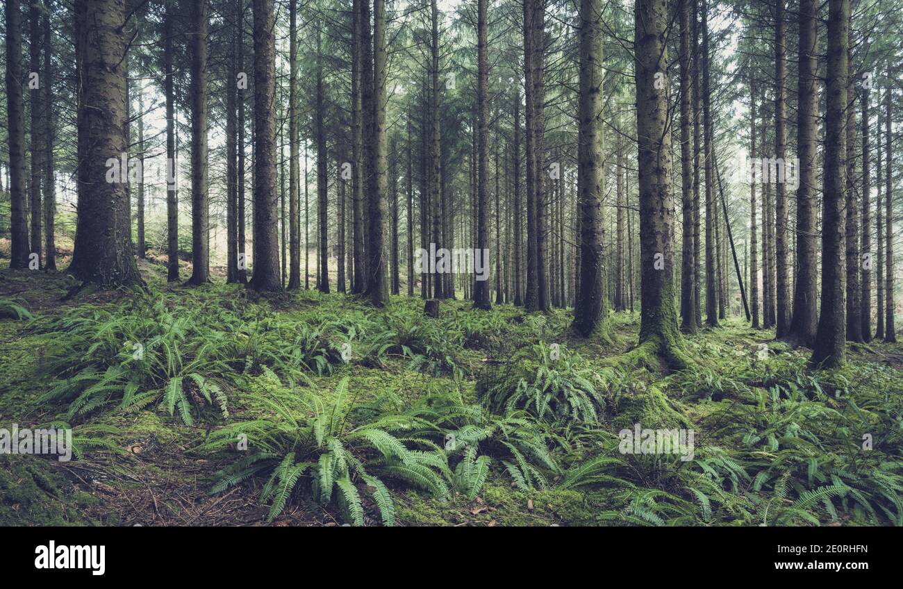 cornish woodland beautiful trees in the southwest of England uk Stock ...