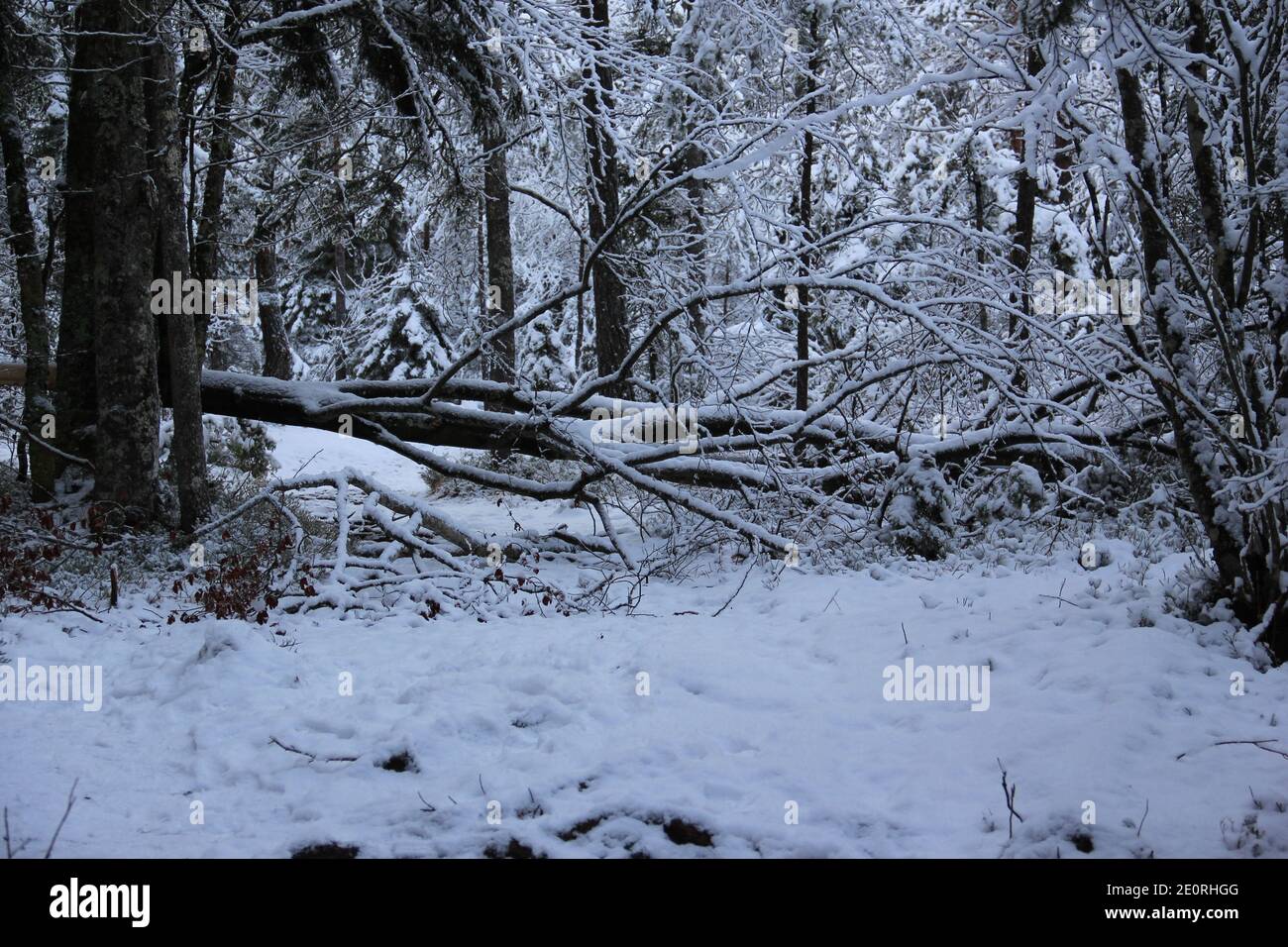 Fallen Down Tree Because Of Winter And Frost Stock Photo - Alamy