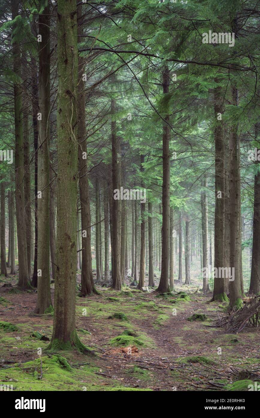 cornish woodland beautiful trees in the southwest of England uk Stock ...