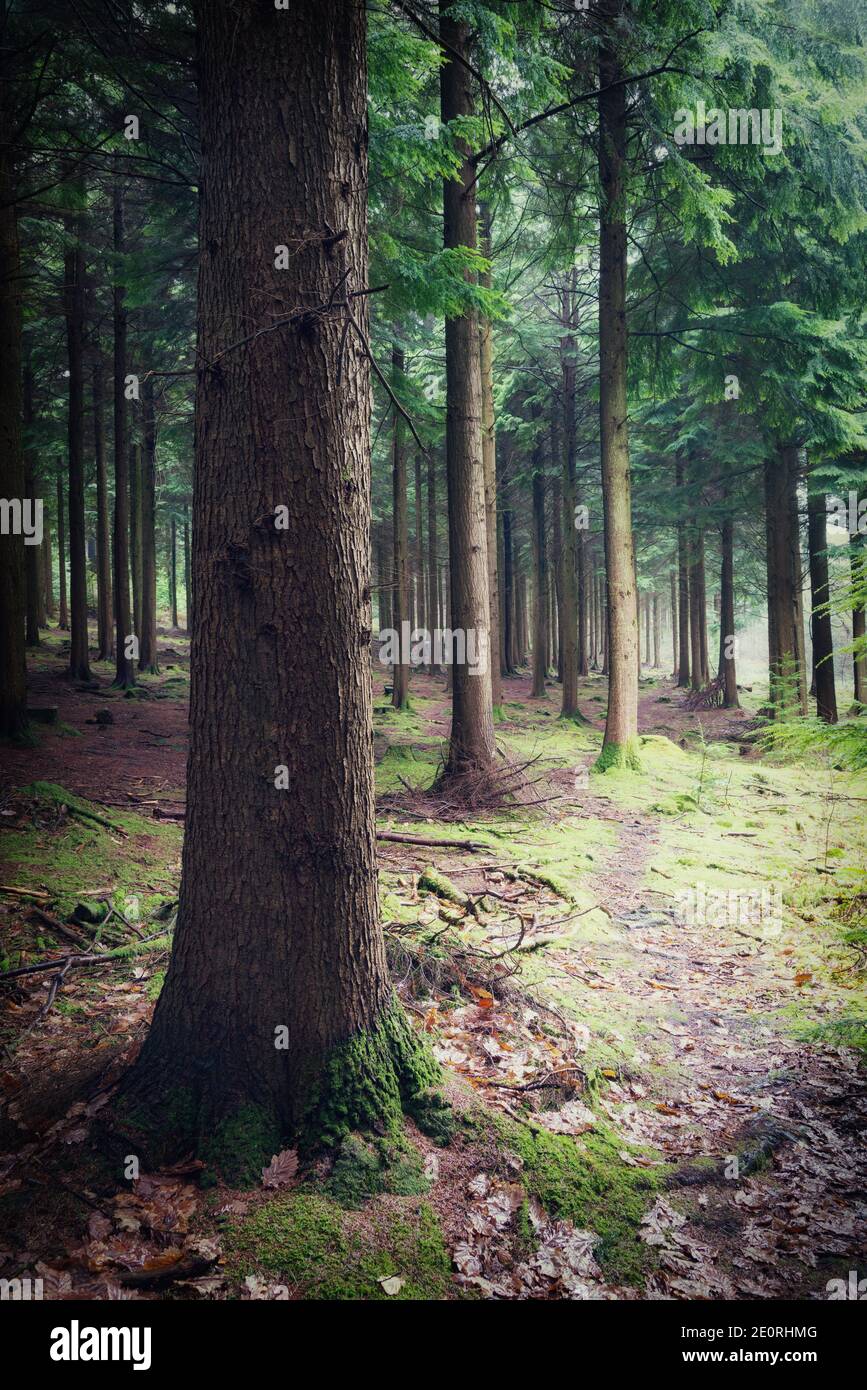 cornish woodland beautiful trees in the southwest of England uk Stock ...