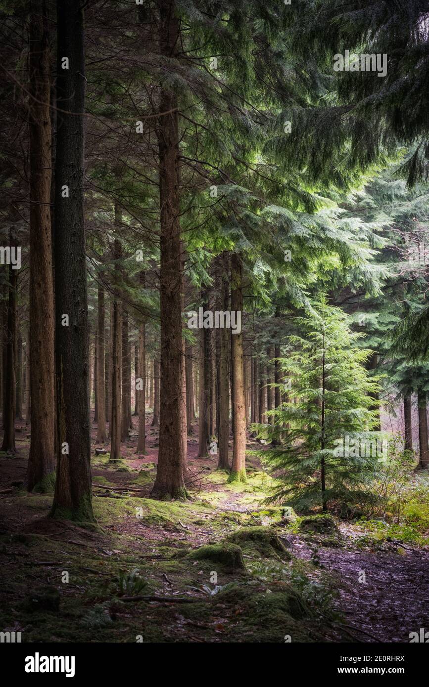 cornish woodland beautiful trees in the southwest of England uk Stock ...