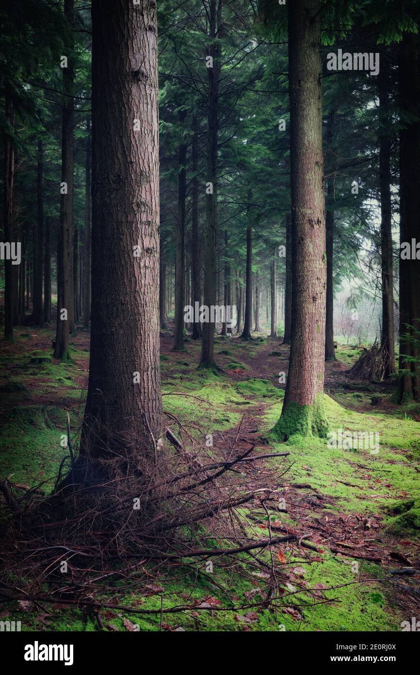 cornish woodland beautiful trees in the southwest of England uk Stock ...