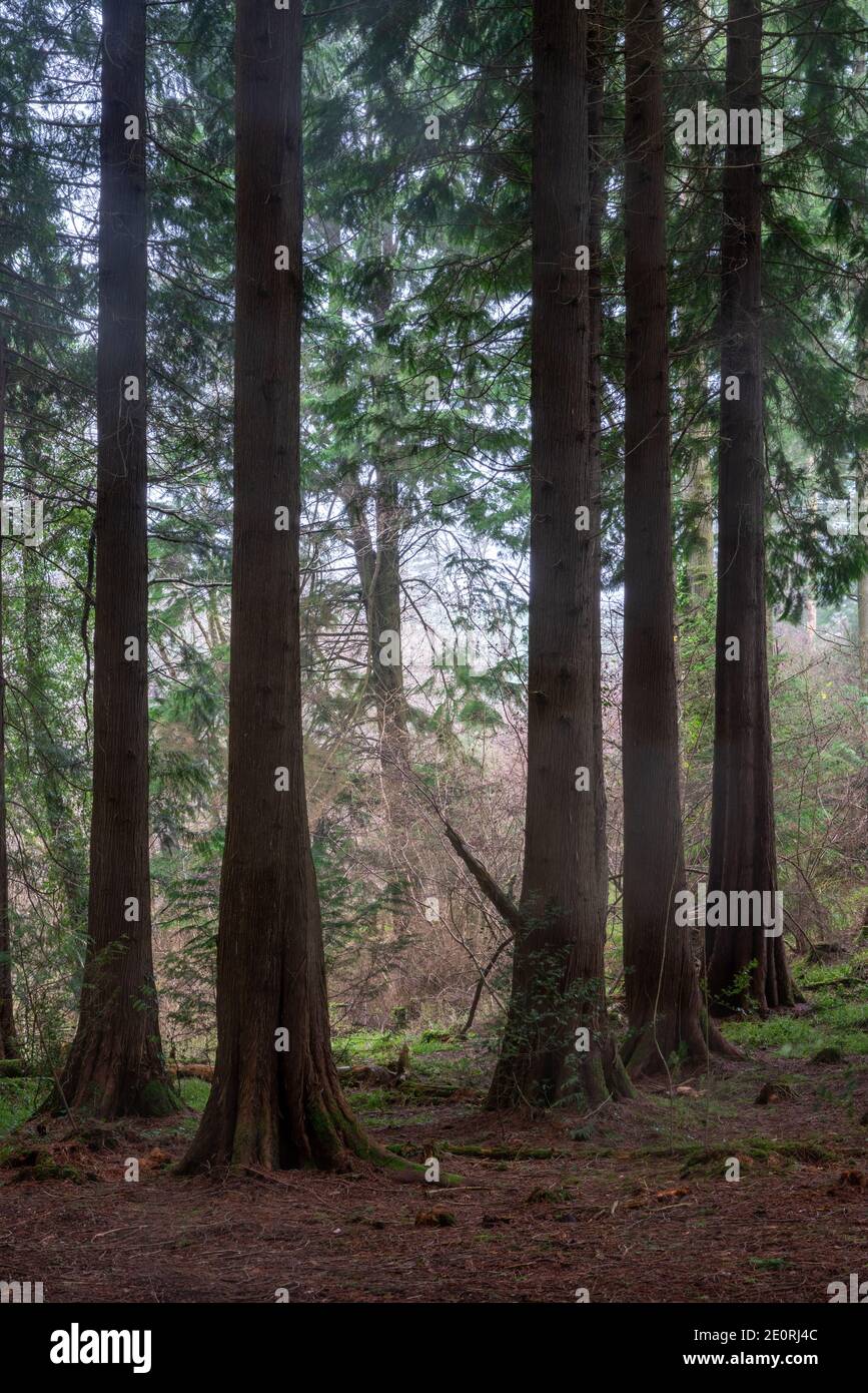cornish woodland beautiful trees in the southwest of England uk Stock ...