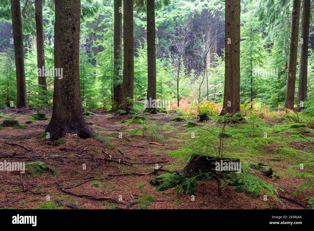 cornish woodland beautiful trees in the southwest of England uk Stock ...