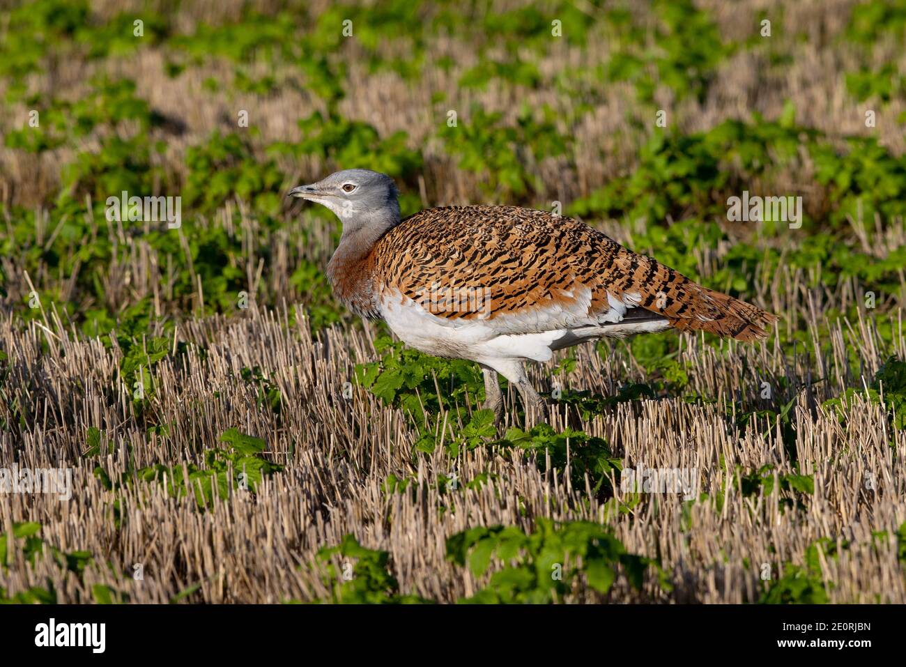 Great Bustard Salisbury Plain Reintroduction Project High Resolution ...