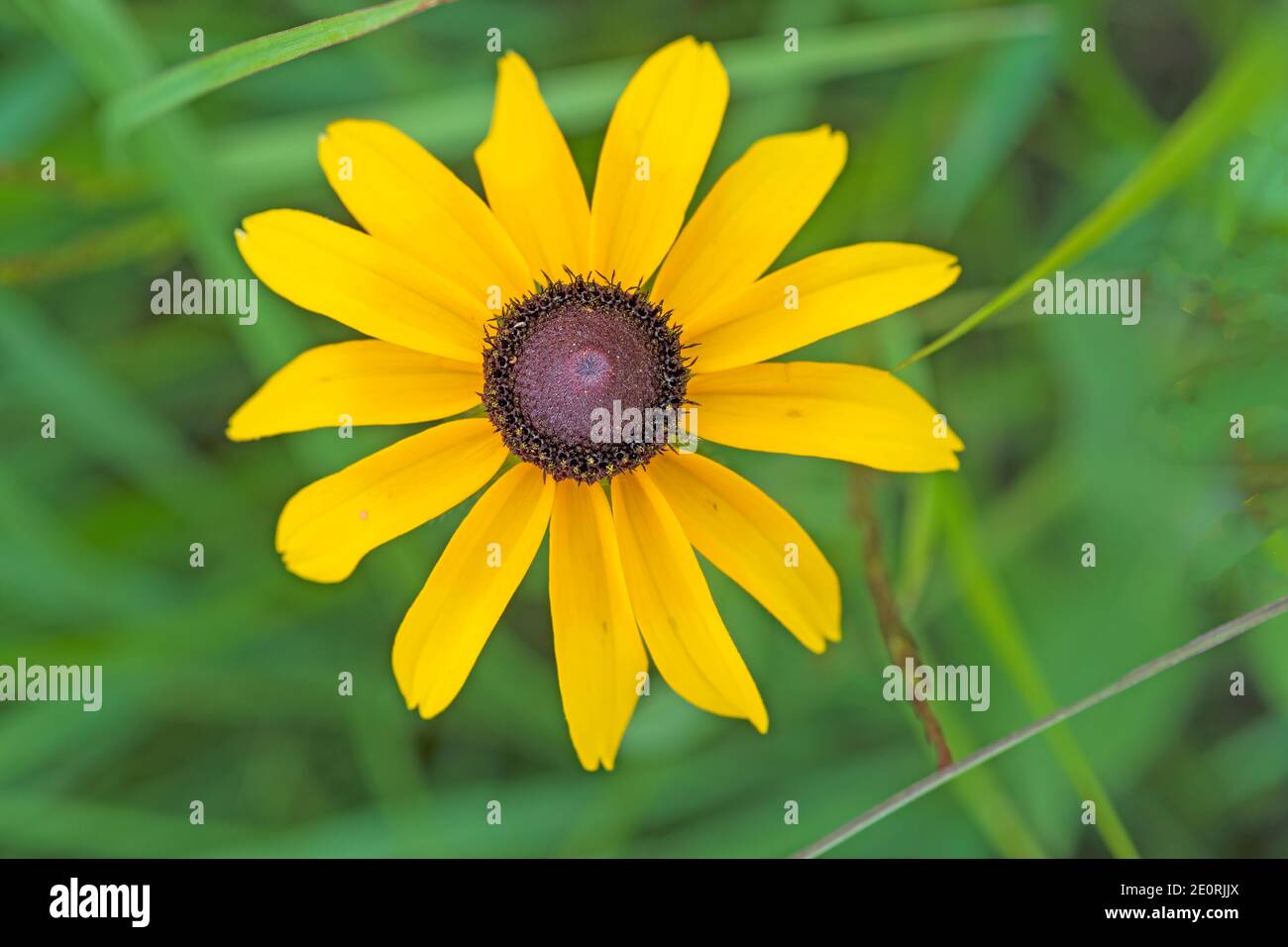 Black Eyed Susan in a Native Prairie in Goose Lake Prairie State ...