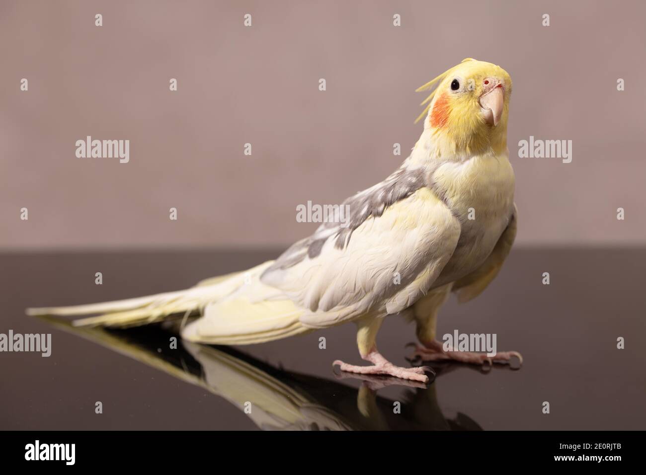 portrait of a parrot corella with pink cheeks and a tuft on his head ...