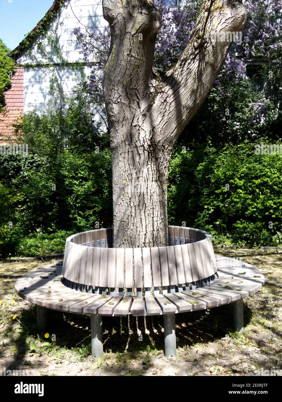 Bench around a tree hi-res stock photography and images - Alamy