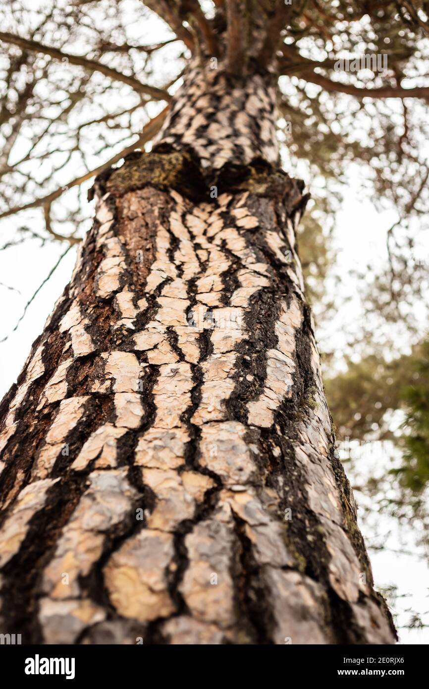pine bark close-up, shooting up to the crown of the tree Stock Photo ...