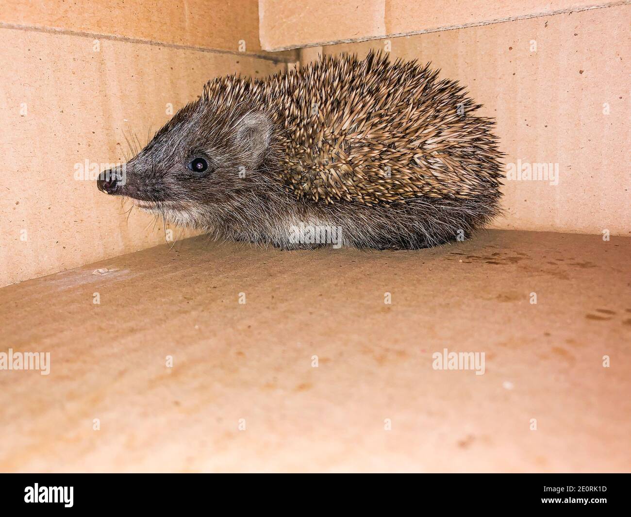 Hedgehog box hi-res stock photography and images - Alamy