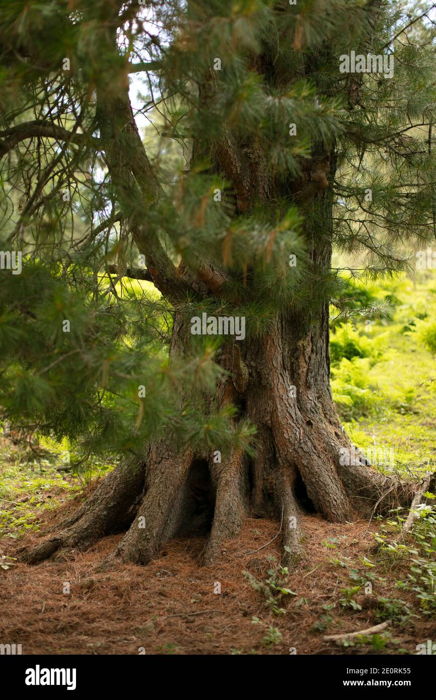 tree roots and green forest Stock Photo - Alamy