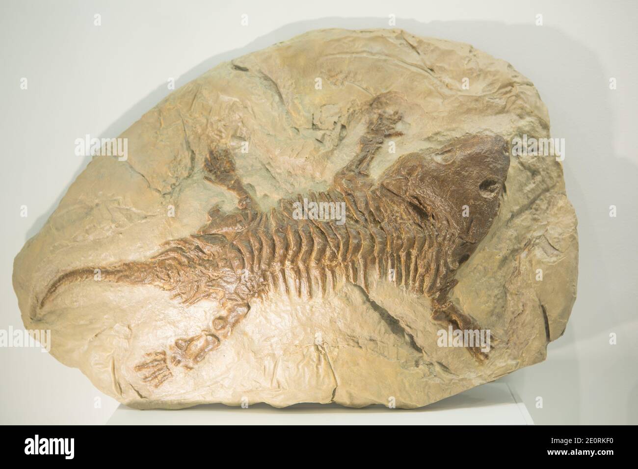 Fossil of prehistoric lizard skeleton on the rock Stock Photo - Alamy