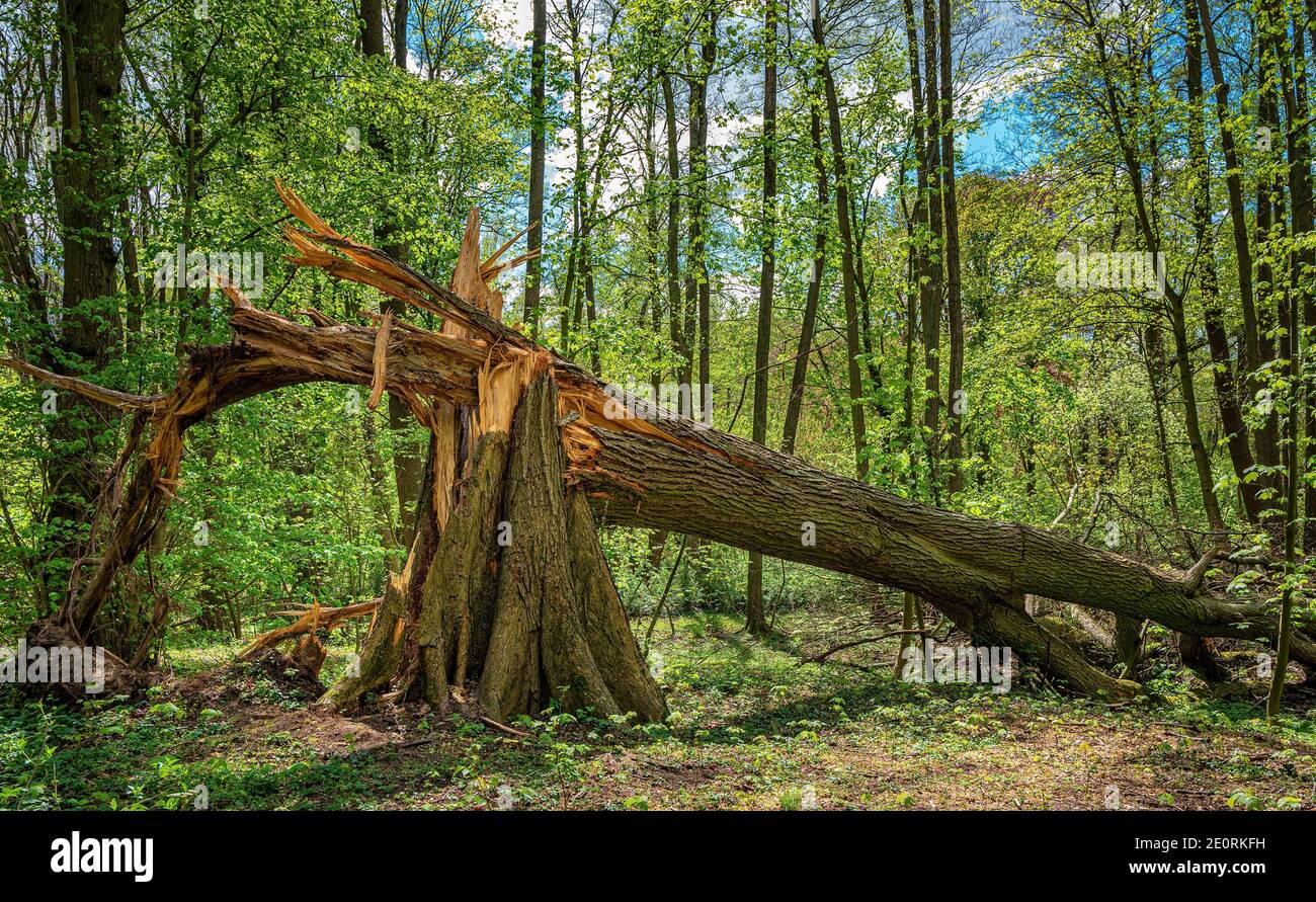 Forst damage hi-res stock photography and images - Alamy