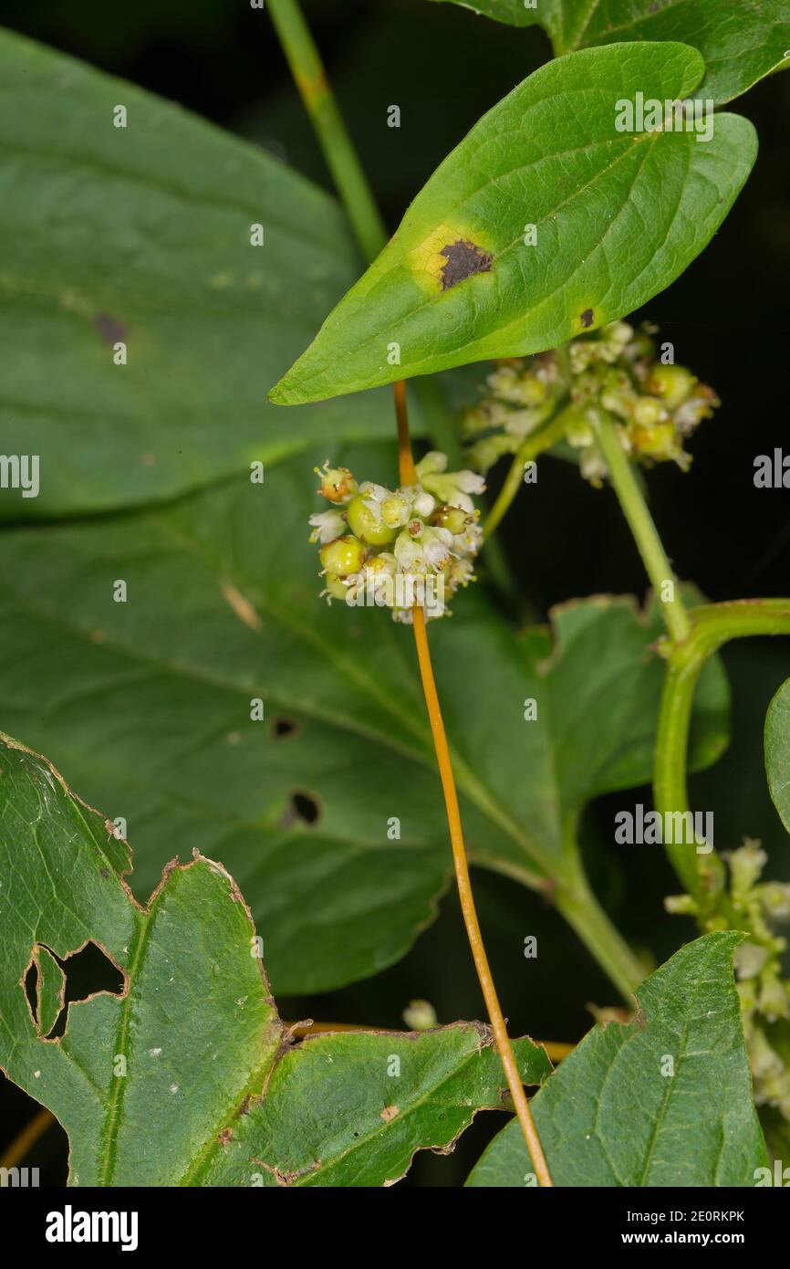 Cuscuta High Resolution Stock Photography and Images - Alamy