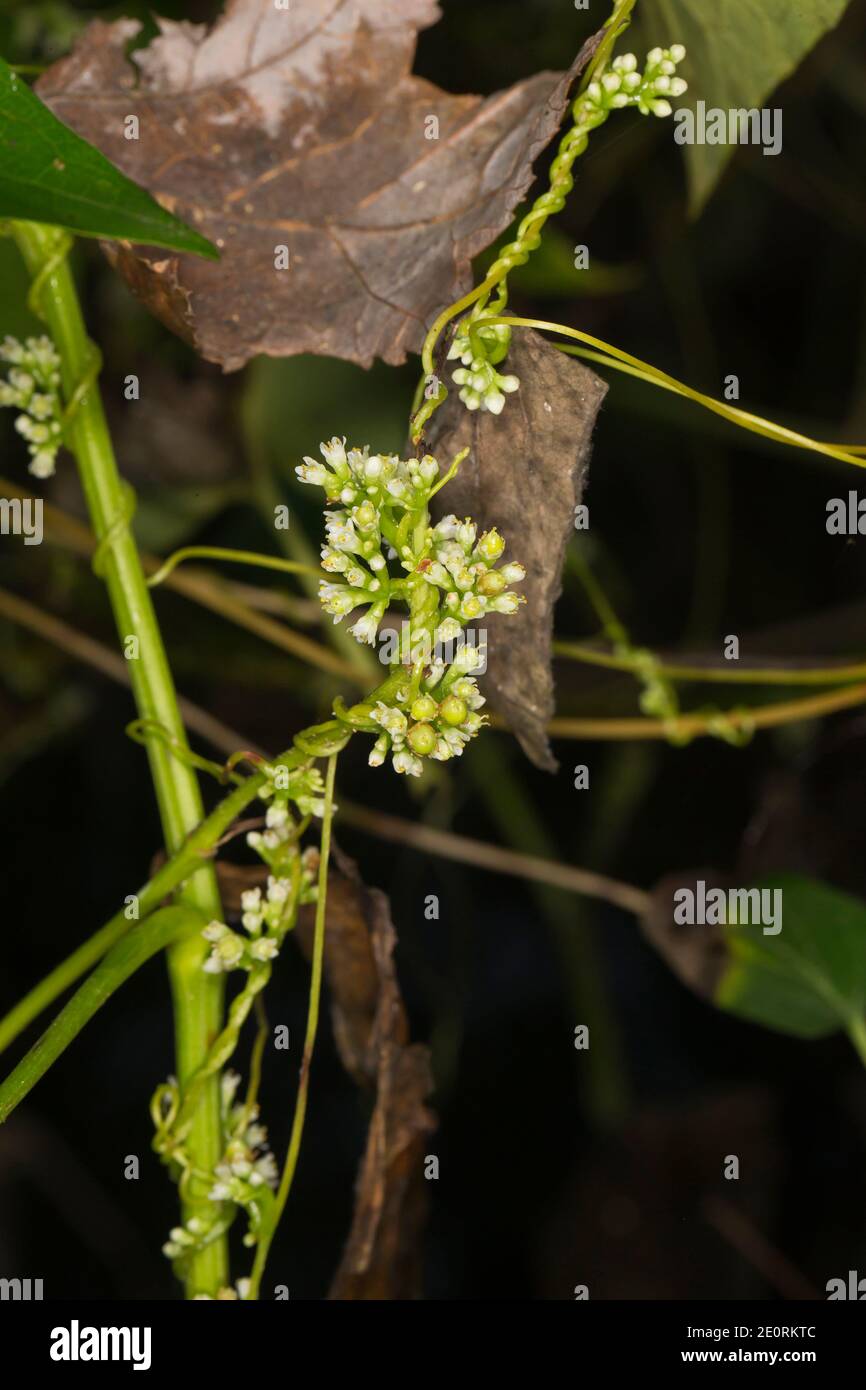 Cuscuta High Resolution Stock Photography and Images - Alamy