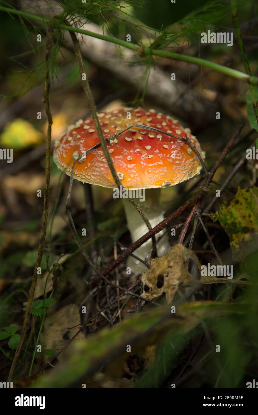 Large and small toadstool fly agaric grows in the forest Stock Photo ...