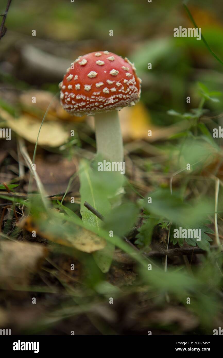 Autumn fungus large brown toadstool hi-res stock photography and images ...