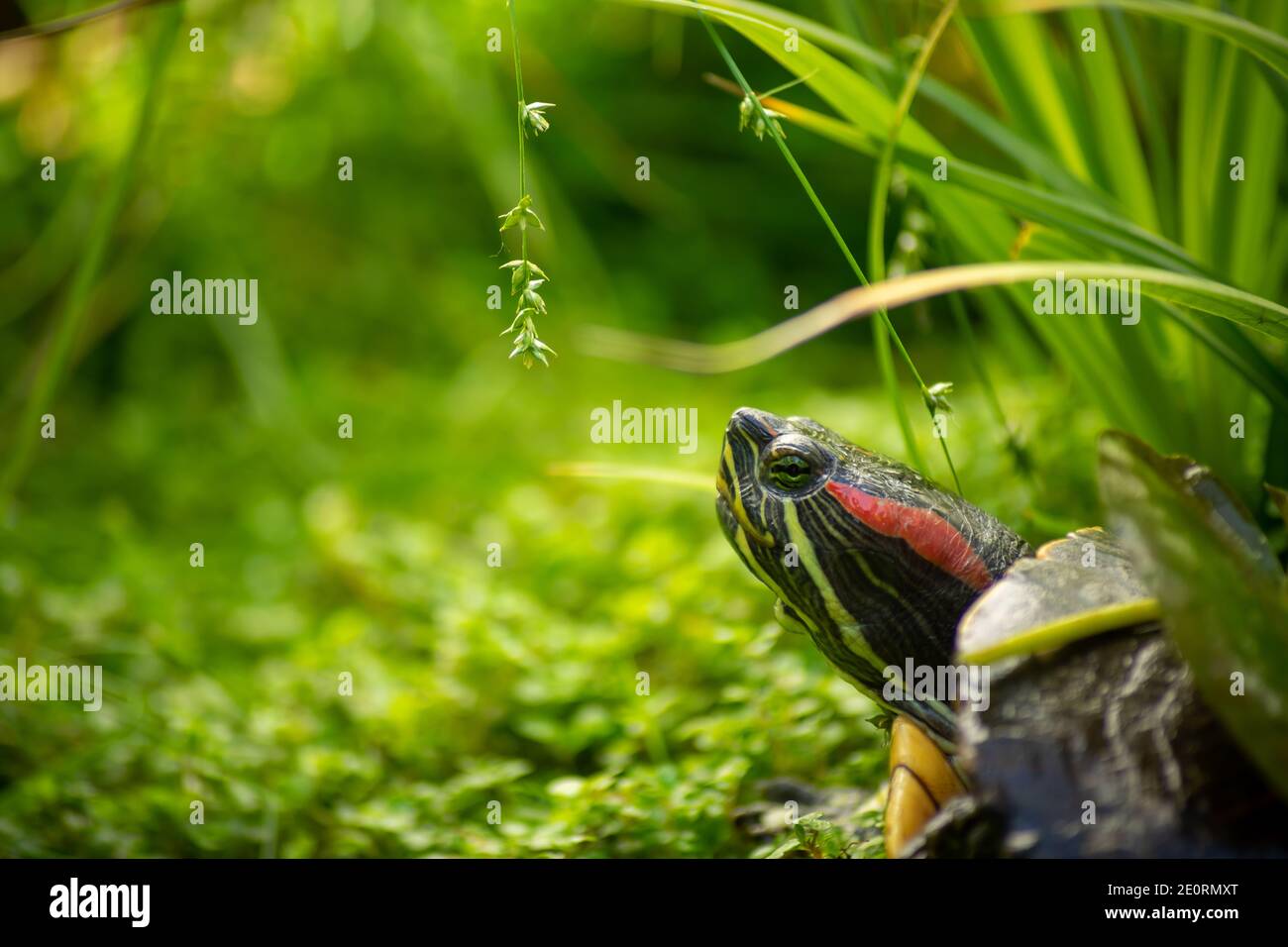 close-up of a red-eared slider in a beautiful green environment. the ...
