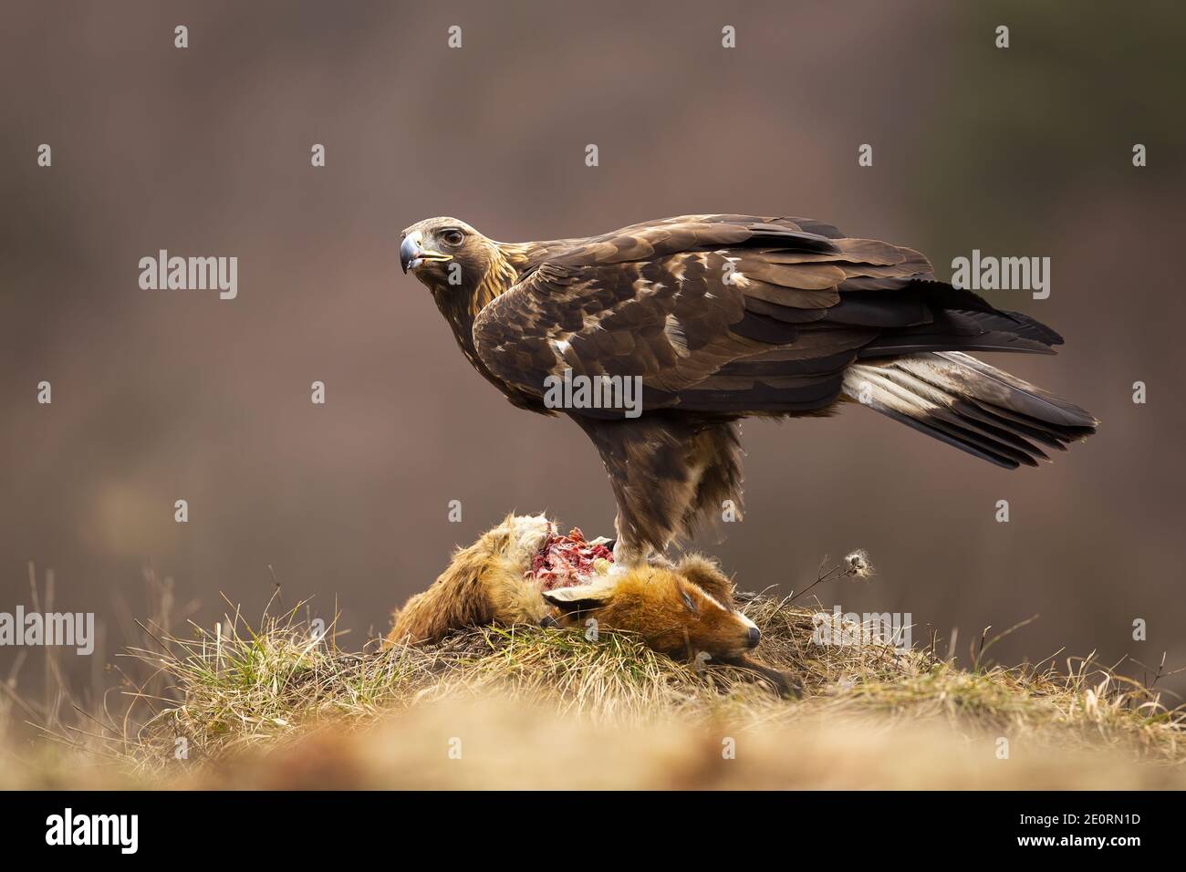 Golden eagle standing on dead prey in autumn nature Stock Photo - Alamy
