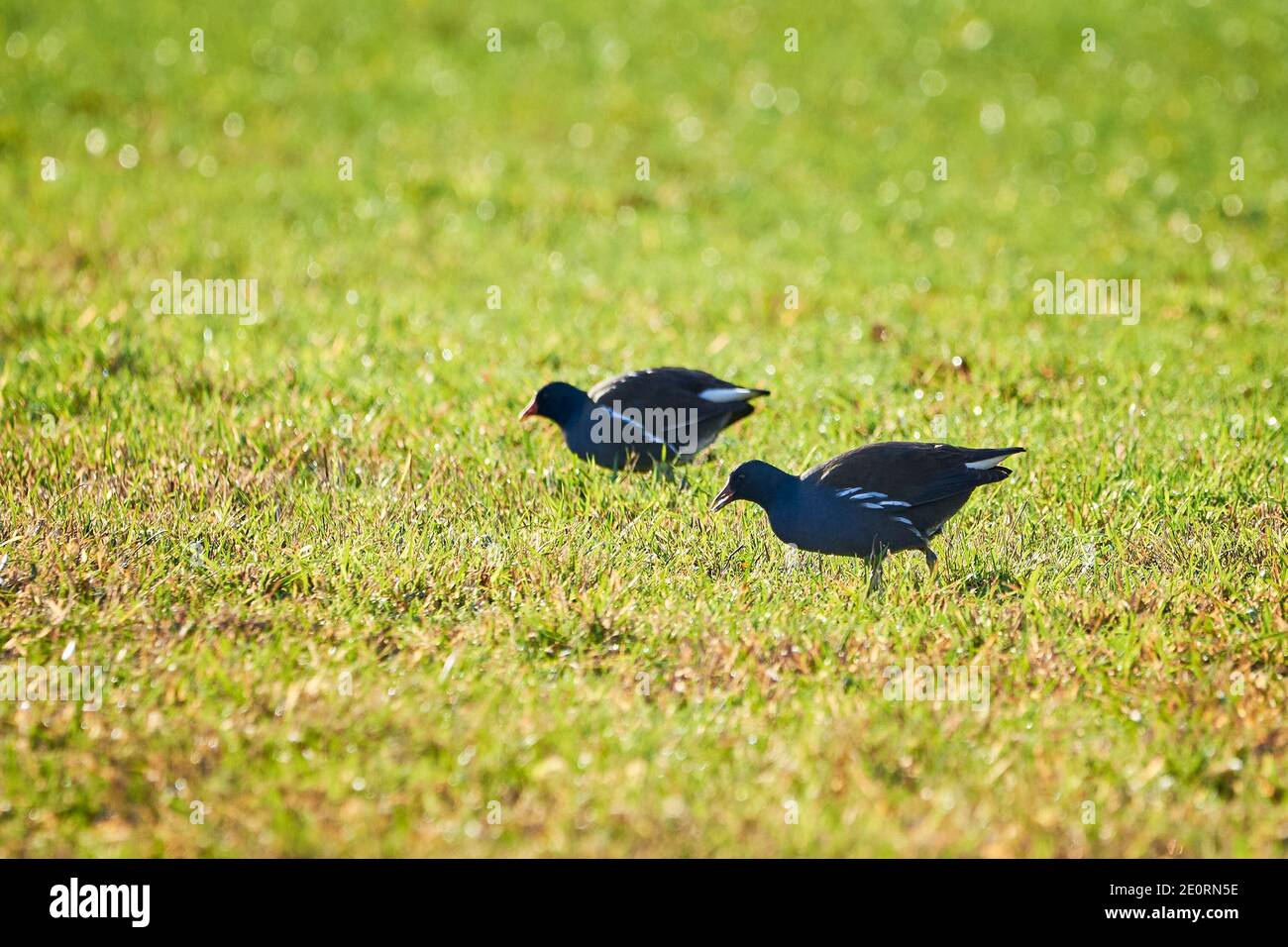Male waterhen hi-res stock photography and images - Alamy