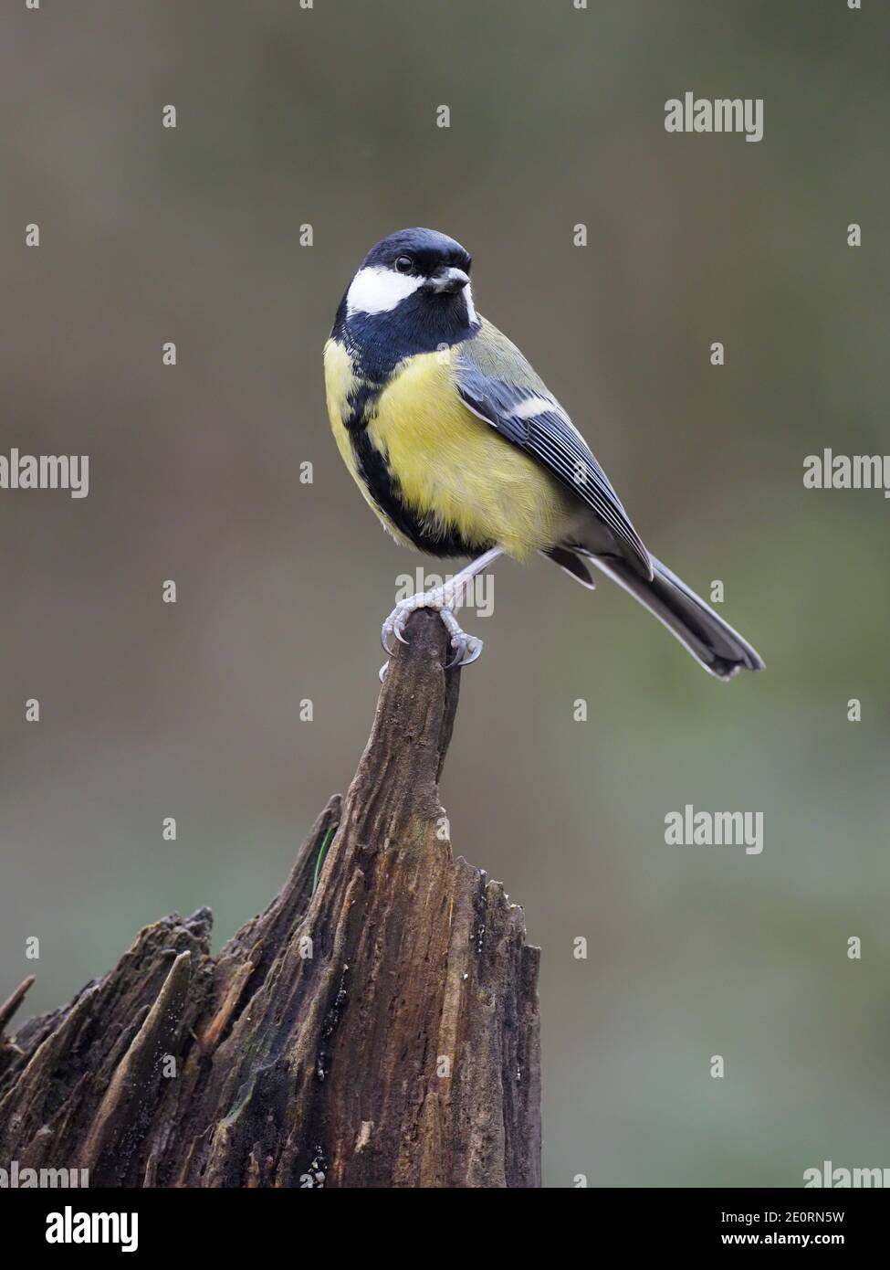 Great tit, Parus major, single bird on branch, Warwickshire, December ...