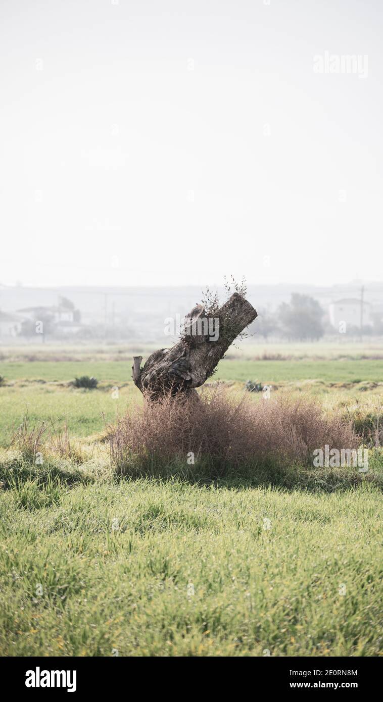 Olive tree stump Stock Photo - Alamy